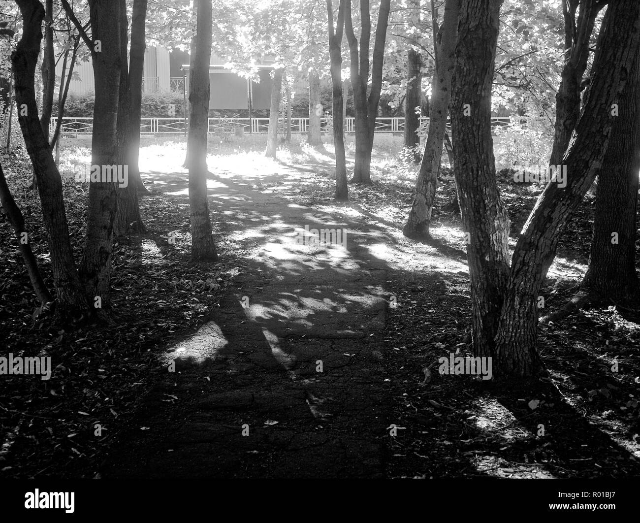 the shadow of the trees in the Park in the summer, black-and-white ...