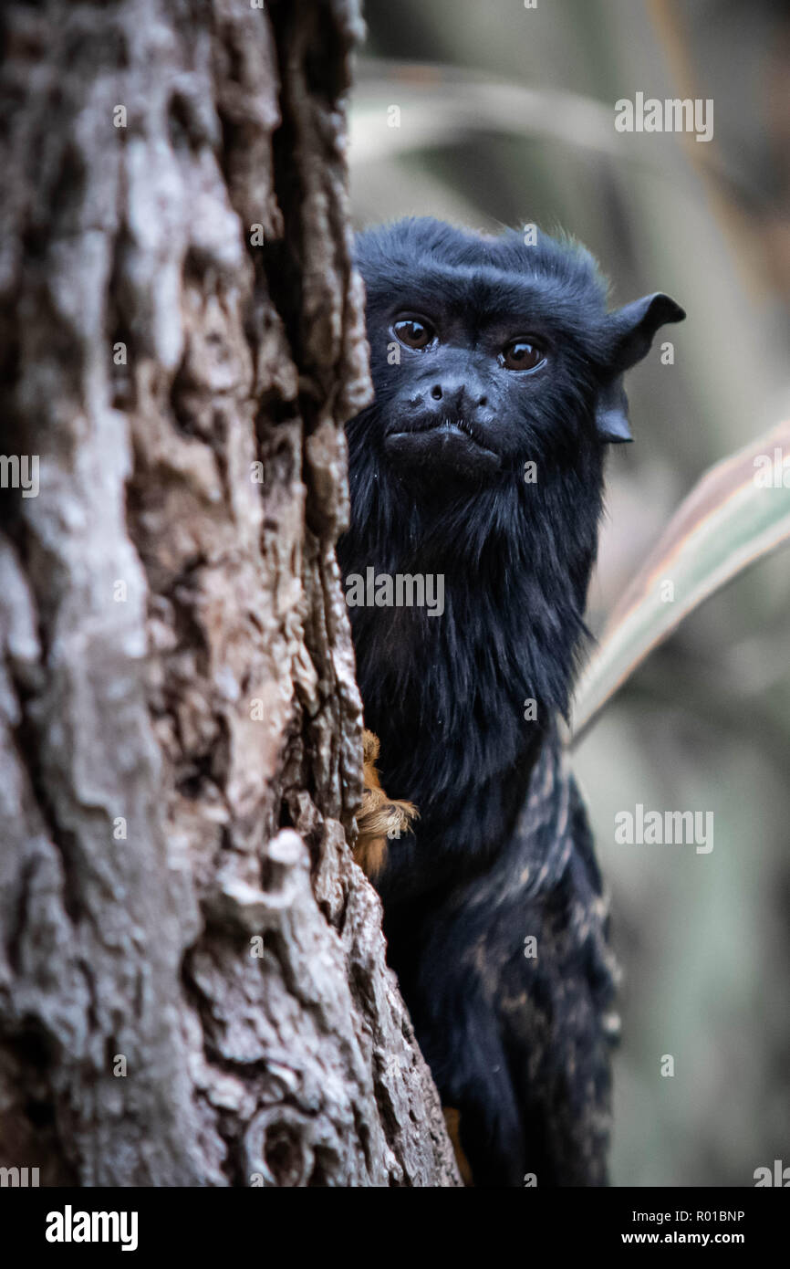 Red-Handed Tamarin closeup of face and eyes Stock Photo - Alamy