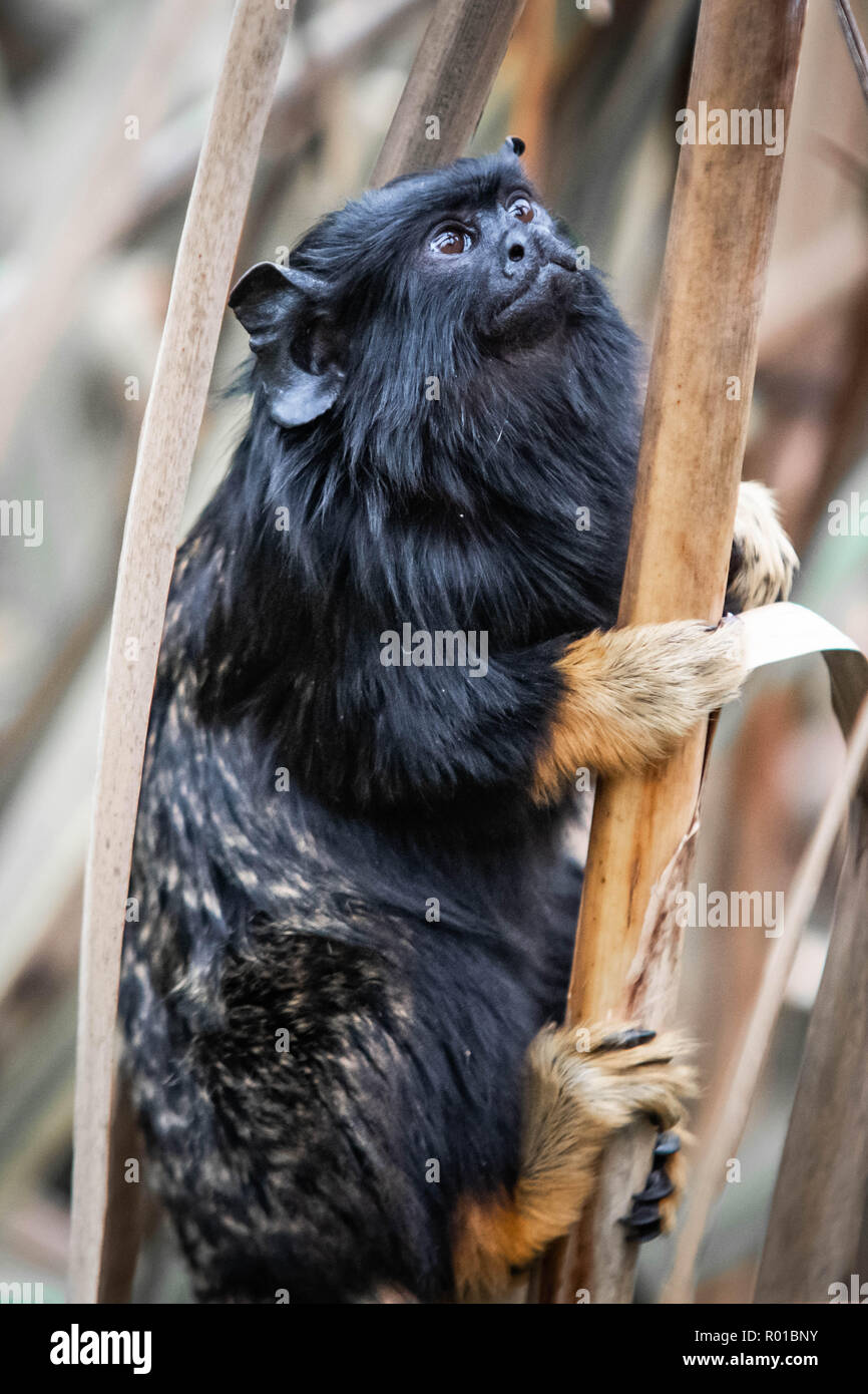 Black handed tamarin hi-res stock photography and images - Alamy