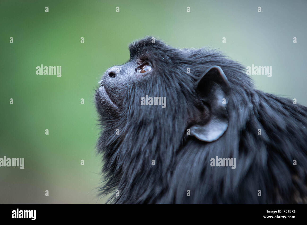 Red-Handed Tamarin closeup of face and eyes Stock Photo - Alamy