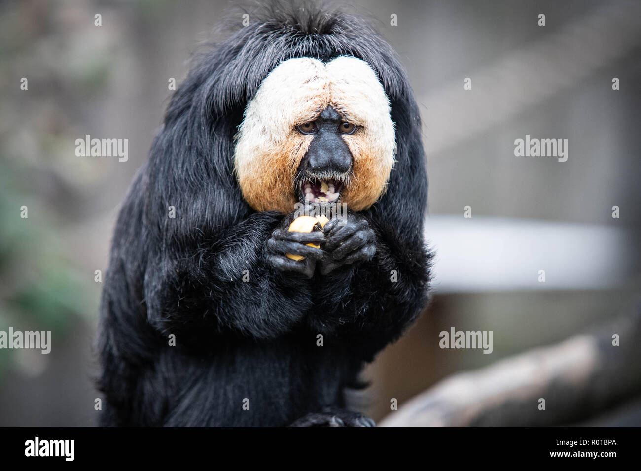 Saki Monkey Closeup of face Stock Photo - Alamy