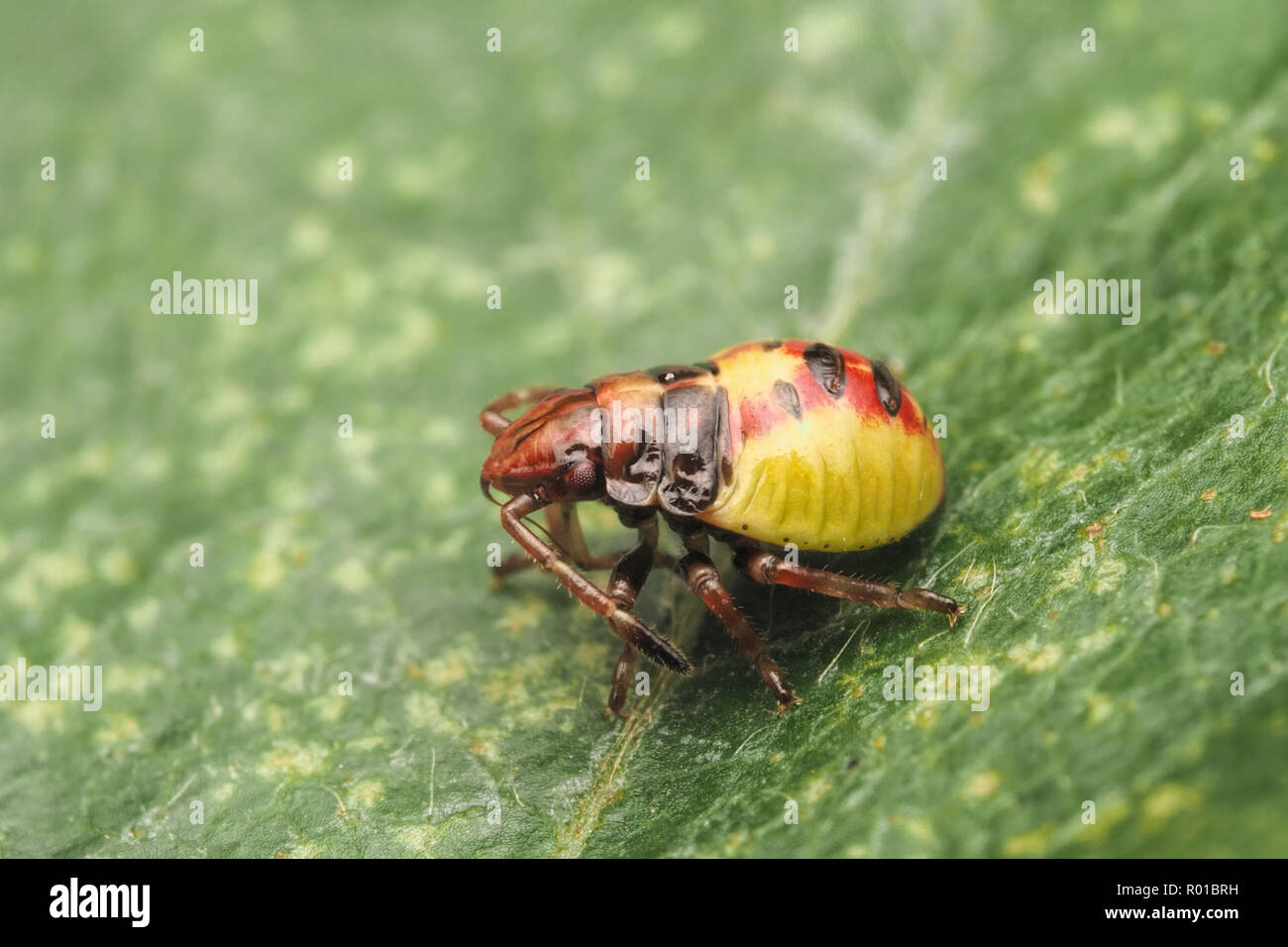 Birch shieldbug early instar nymph hi-res stock photography and images ...