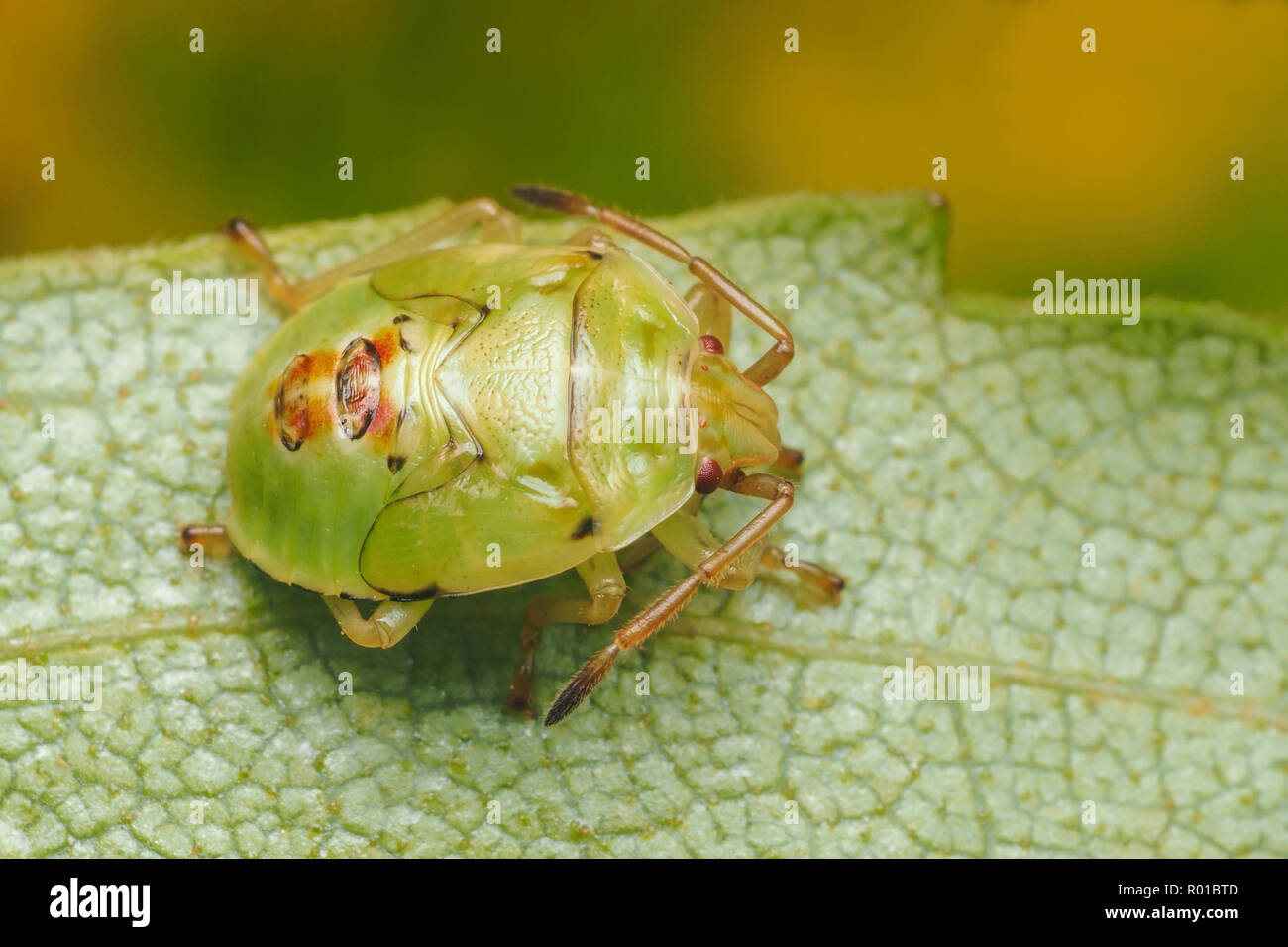 Birch Shieldbug nymph (Elasmostethus interstinctus) on underside of ...