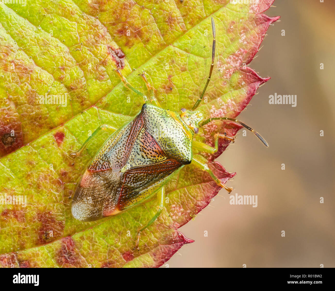 Birch Shieldbug (Elasmostethus interstinctus) resting on bramble leaf ...