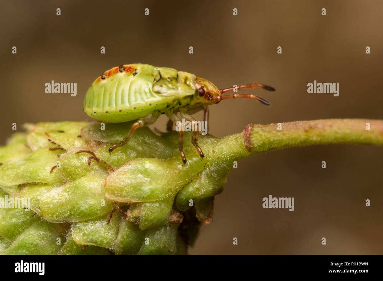 Birch Shieldbug third instar nymph (Elasmostethus interstinctus ...