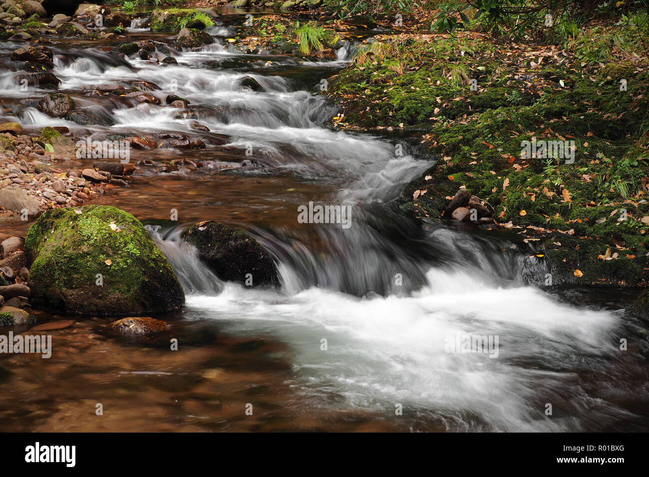 Burncourt River in autumn flowing through Glengarra Woods, Cahir, Co ...