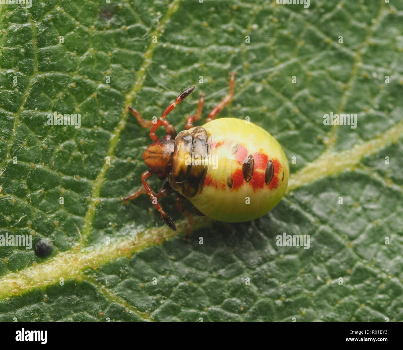 Dorsal view of Birch Shieldbug early instar nymph (Elasmostethus ...