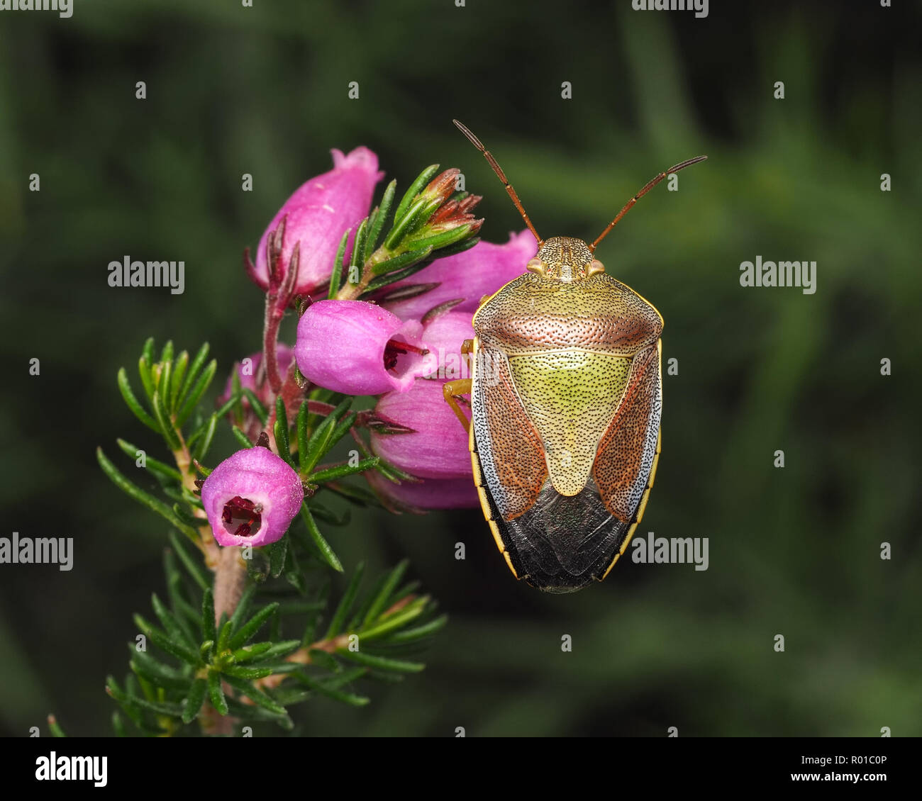 Gorse Shieldbug (Piezodorus lituratus) perched on heather. Tipperary ...