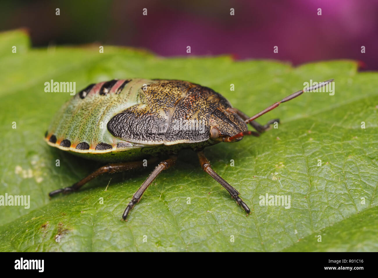 Gorse shieldbug nymph hi-res stock photography and images - Alamy