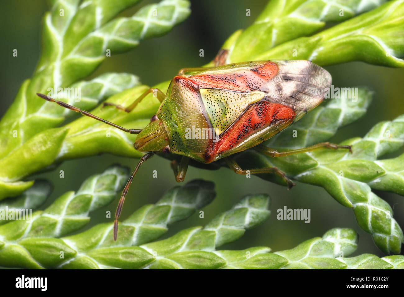 Juniper Shieldbug (Cyphostethus tristriatus) resting on Lawson's ...