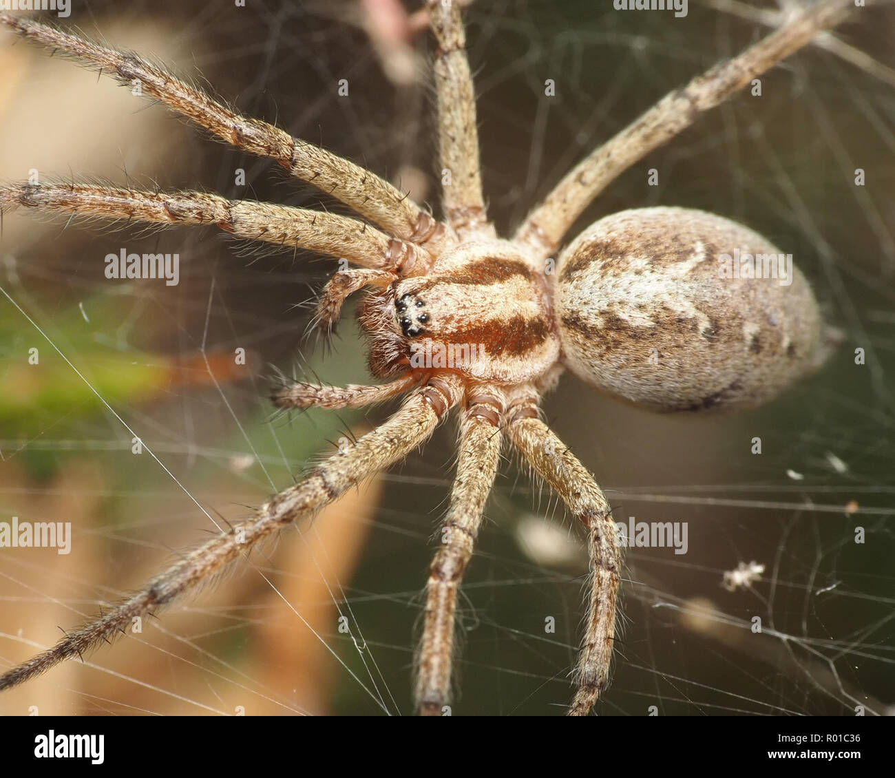 Labryinth spider walking along its web hi-res stock photography and ...