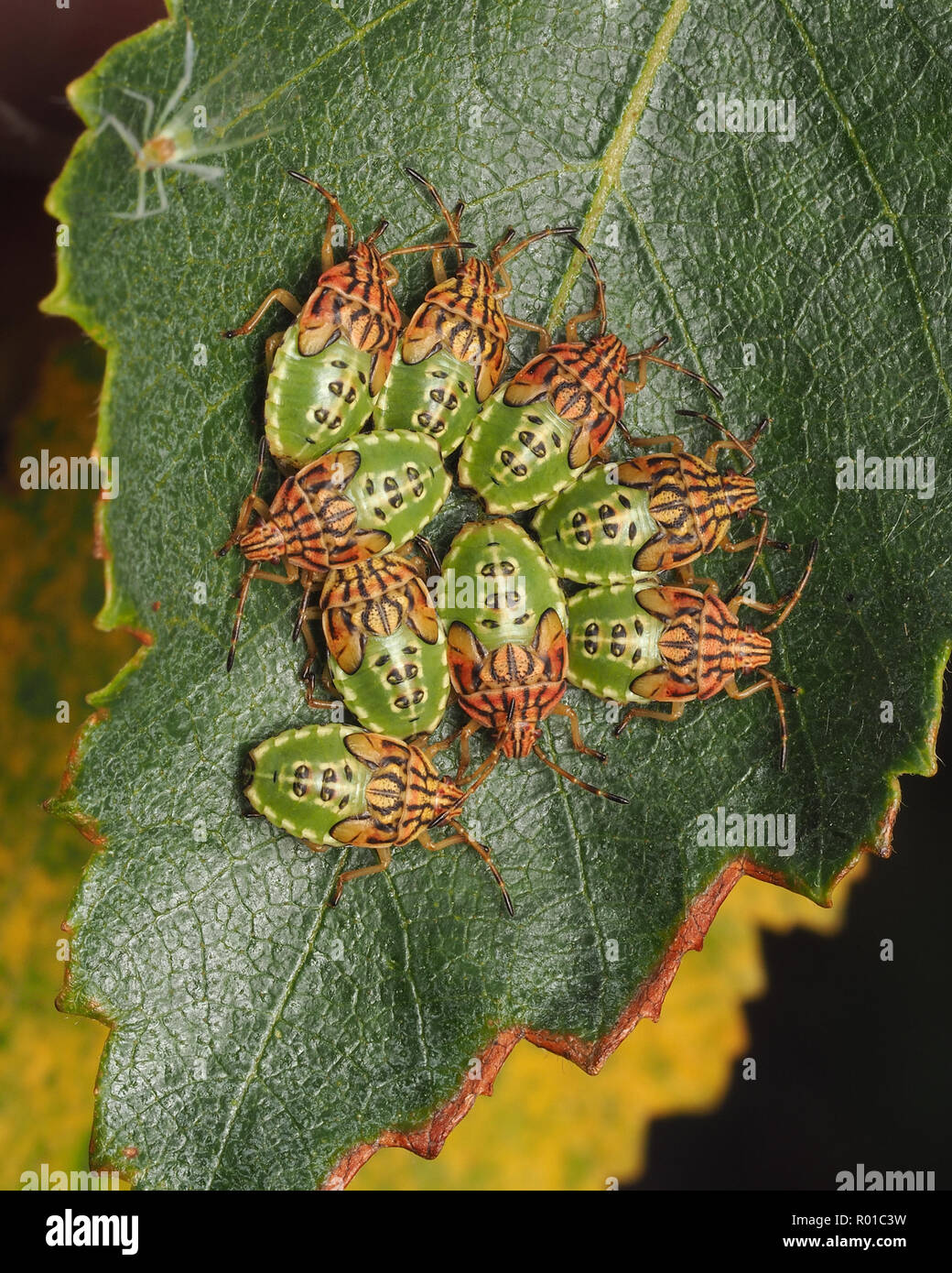 Bug nymphs hi-res stock photography and images - Alamy