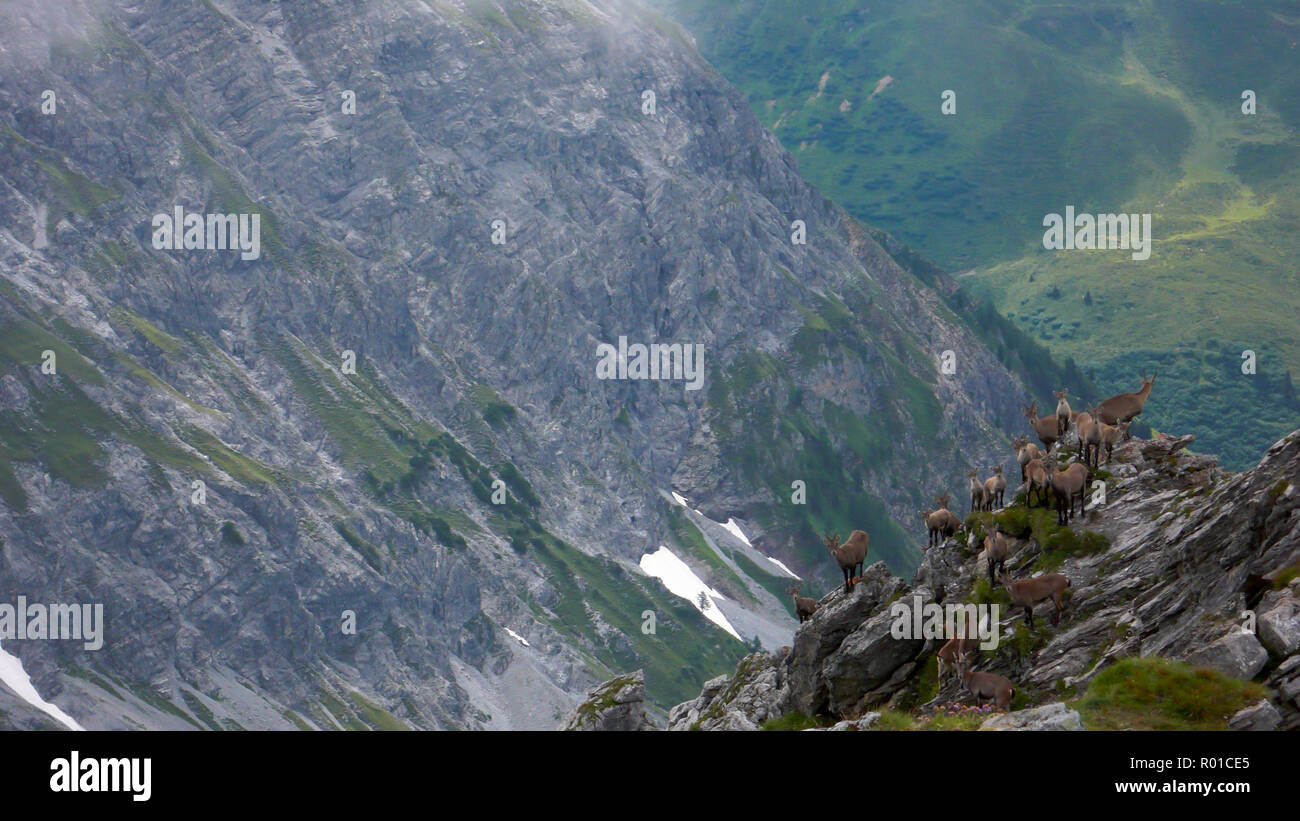 Swiss alps goat hi-res stock photography and images - Alamy