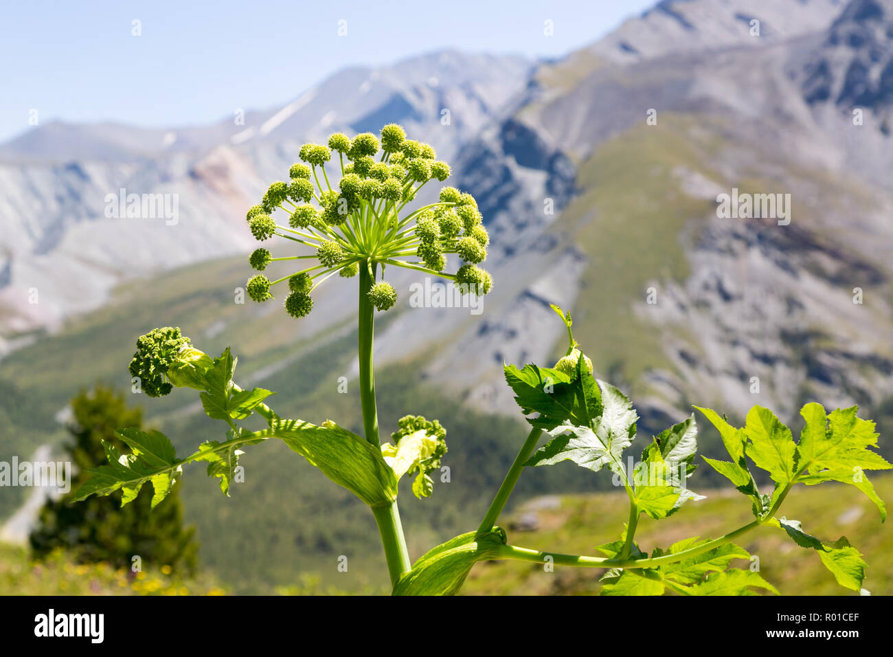 Green flower plant Kurai, a symbol of the Republic of Bashkiria Stock ...