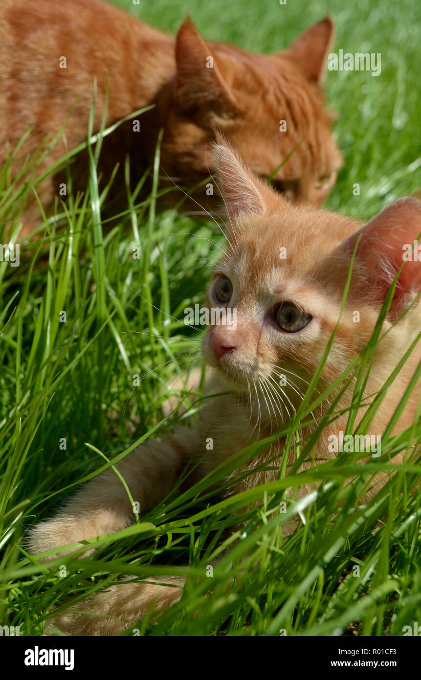 Big orange cat hi-res stock photography and images - Alamy