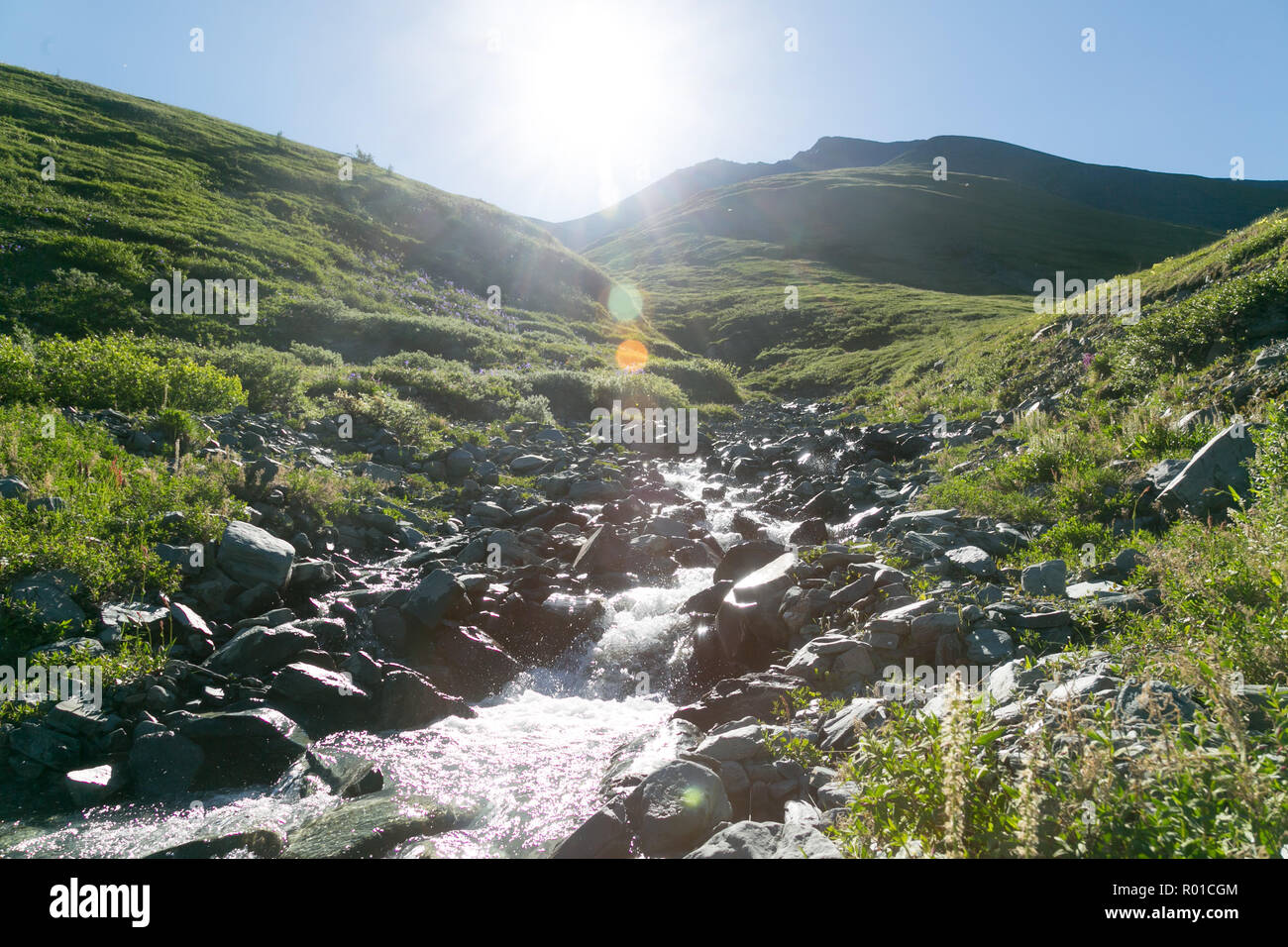 Clean drinking water in a mountain stream at dawn Stock Photo - Alamy