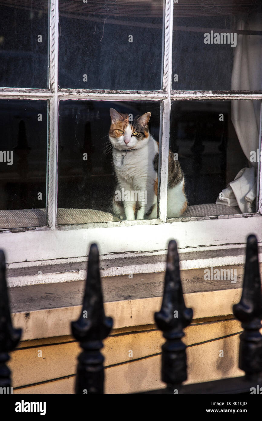 Cat look windows hi-res stock photography and images - Alamy