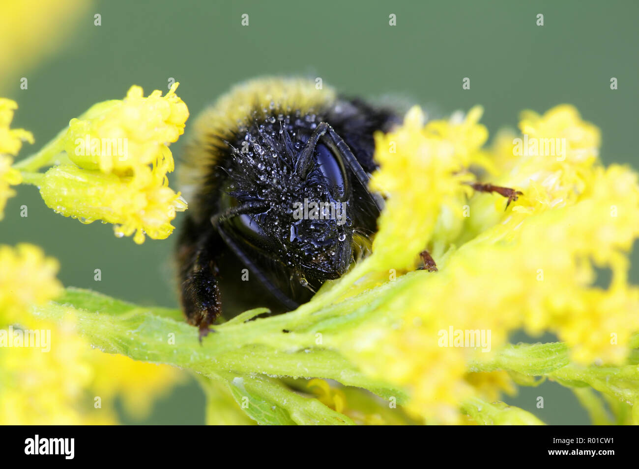Bumblebee or bumble, bee, bumble-bee, humble-bee, Bombus lucorum Stock ...
