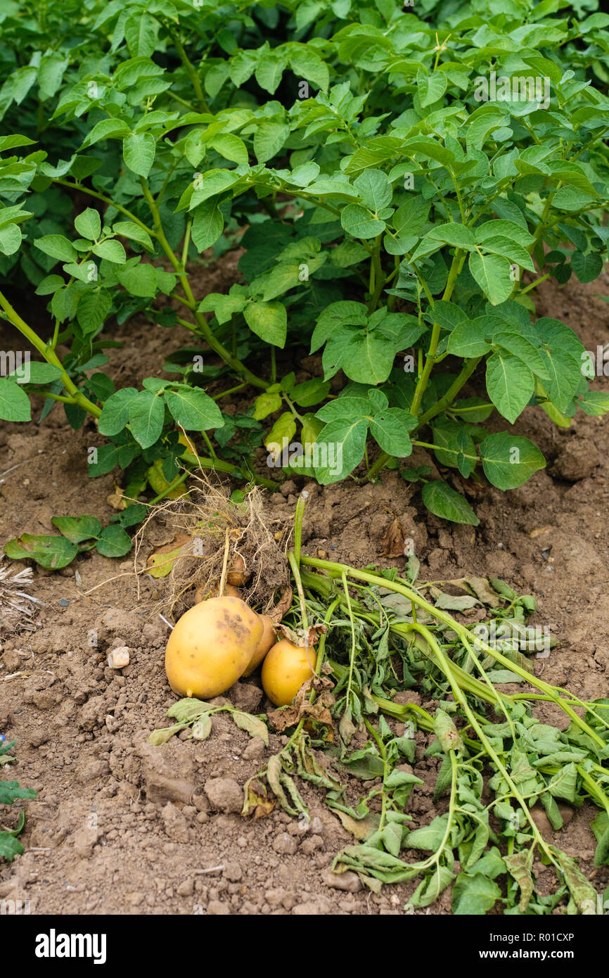 Fresh potatoes harvested from hi-res stock photography and images - Alamy