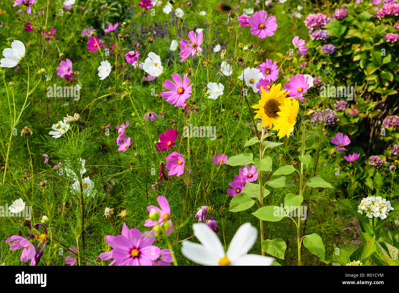 Bee paradise garden with daisy and sunflower Stock Photo - Alamy
