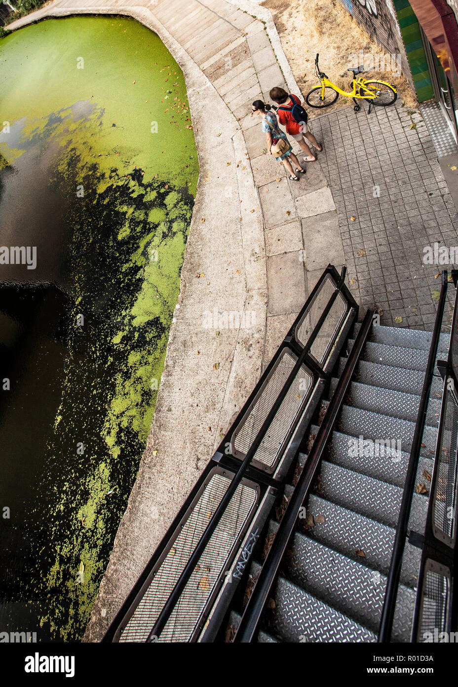 Algae infested regents canal hi-res stock photography and images - Alamy
