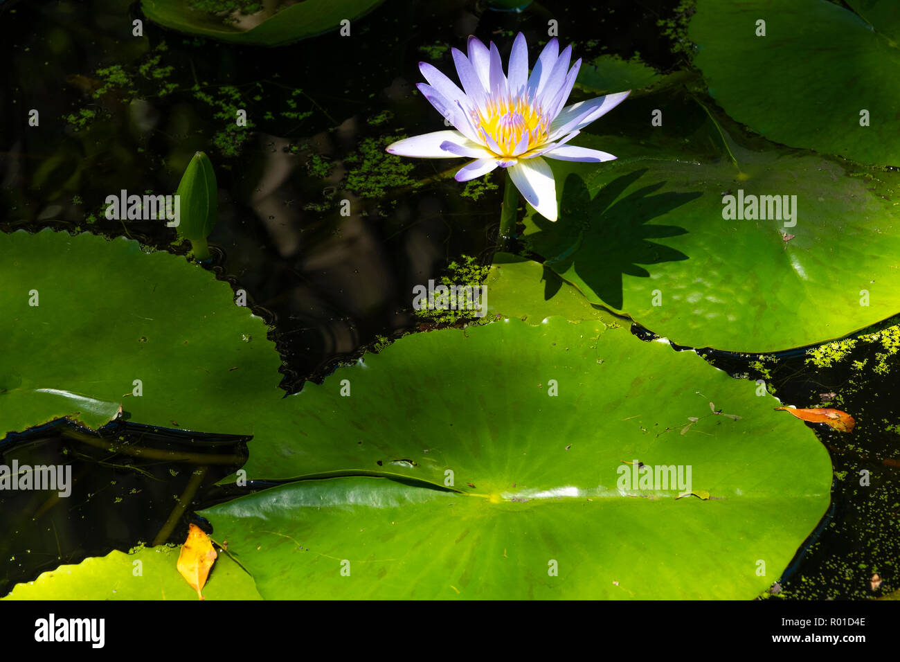 Dark pond with flowering lily hi-res stock photography and images - Alamy