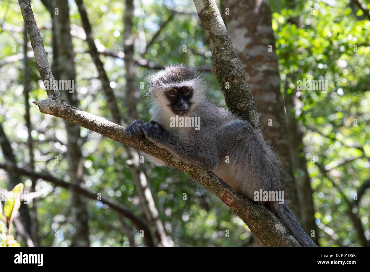 Serious garden pest hi-res stock photography and images - Alamy