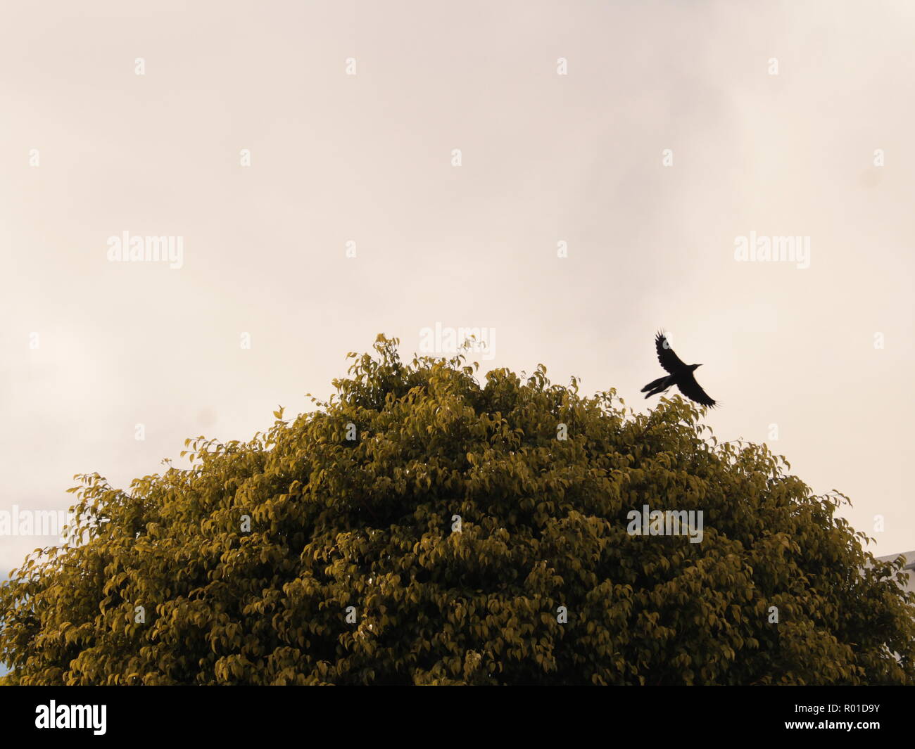 Flying bird from above hi-res stock photography and images - Alamy
