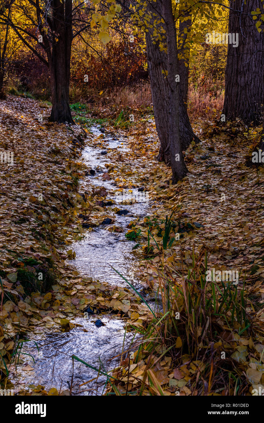 Fall leaves washington park arboretum hi-res stock photography and ...
