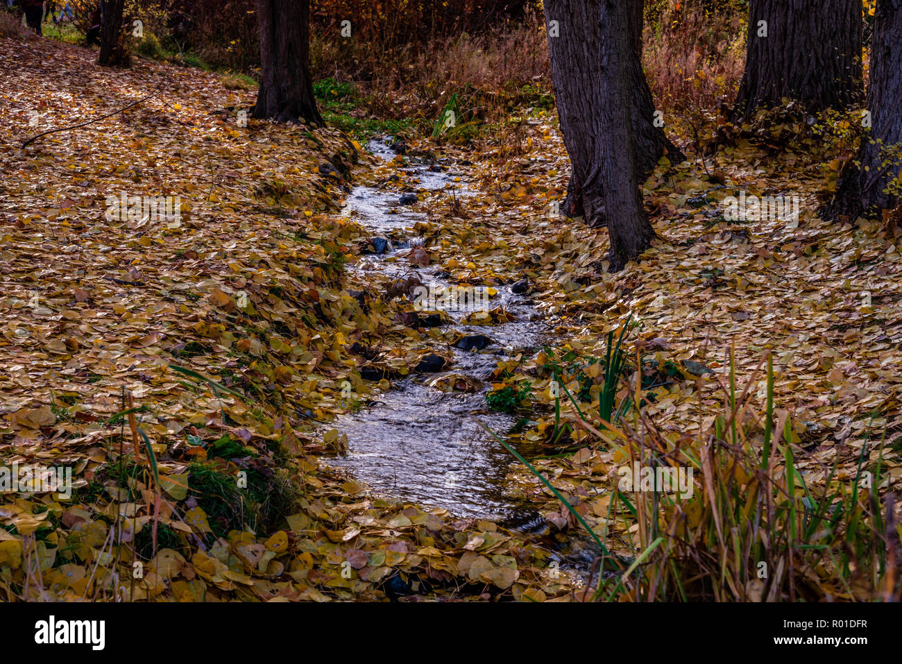 Fall leaves washington park arboretum hi-res stock photography and ...