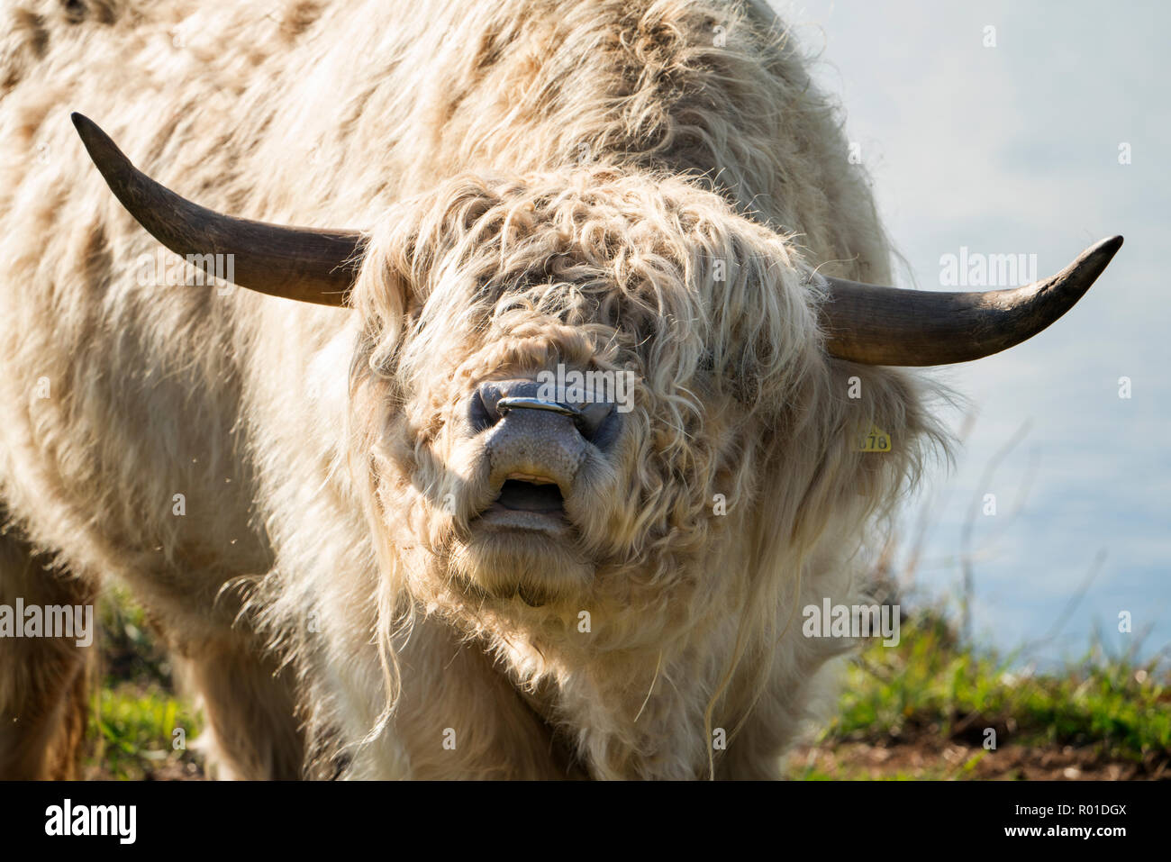 Highland bull flehmen hi-res stock photography and images - Alamy