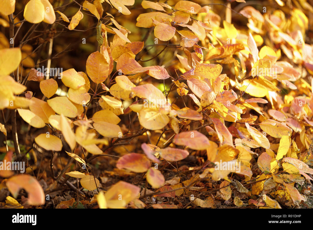 autumn leaves background. tree branch with leaves Stock Photo - Alamy