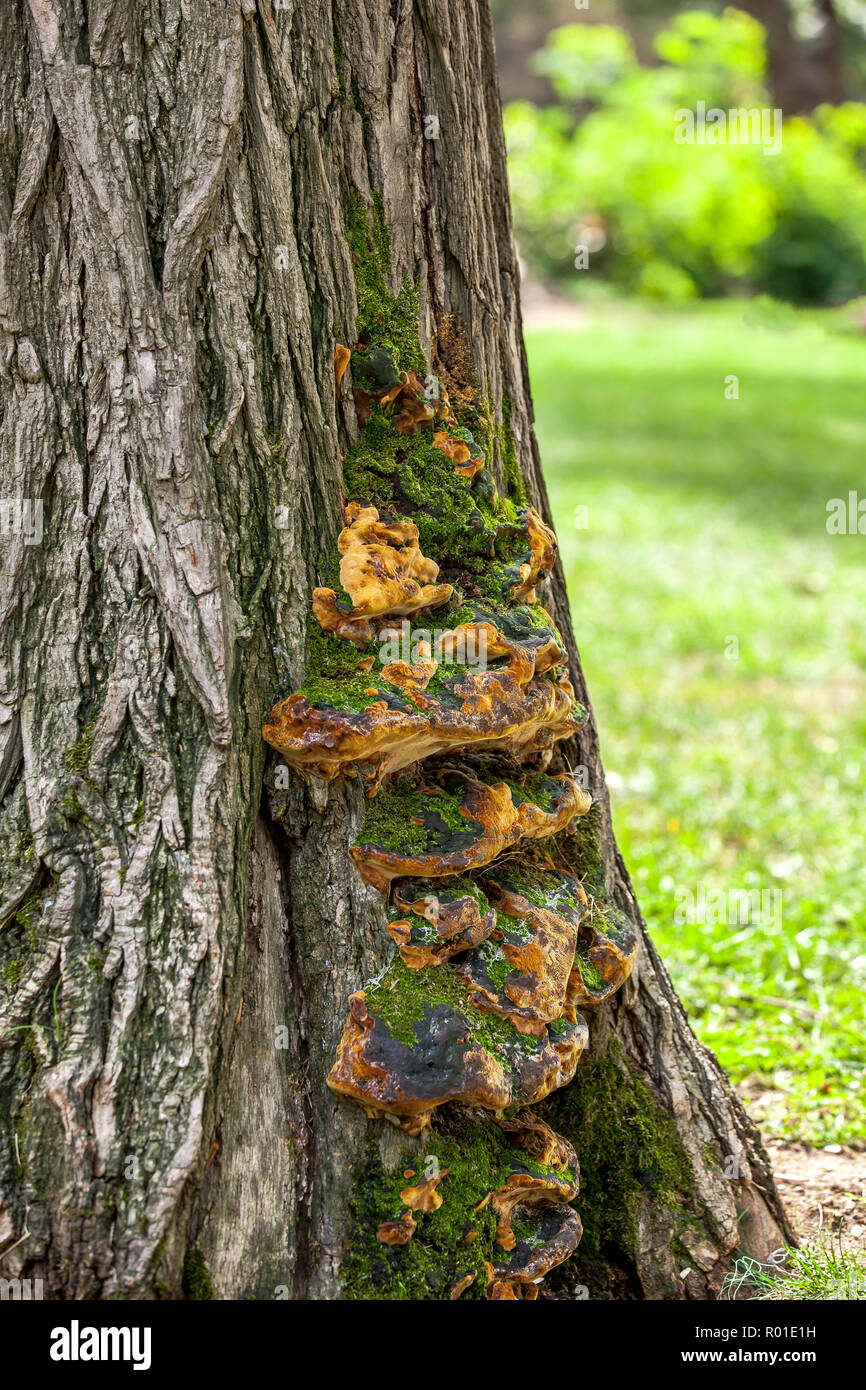 Fungus grow around a old tree Stock Photo - Alamy