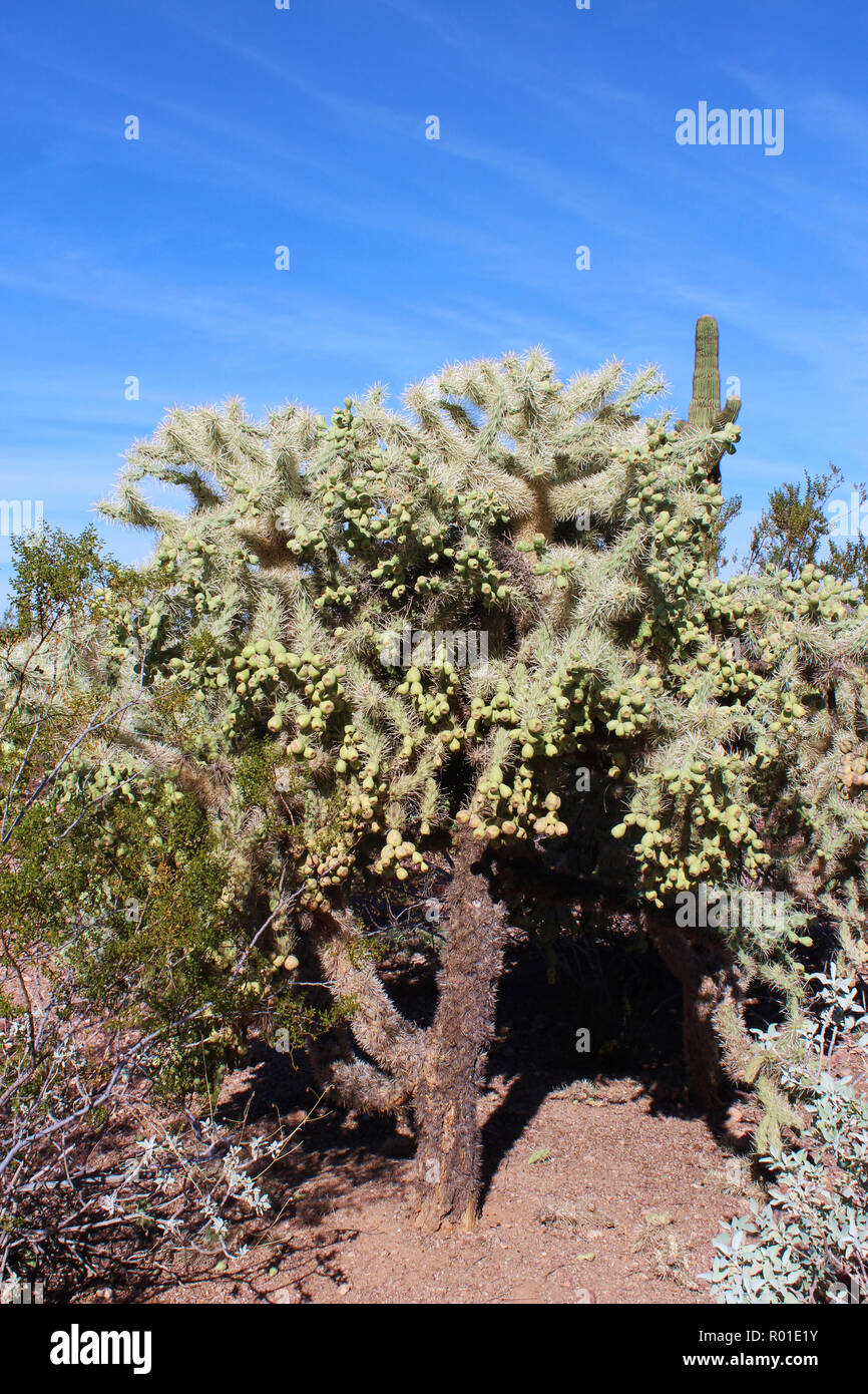A cholla cactus with fruiting branches, Cylindropuntia fulgida, in the ...