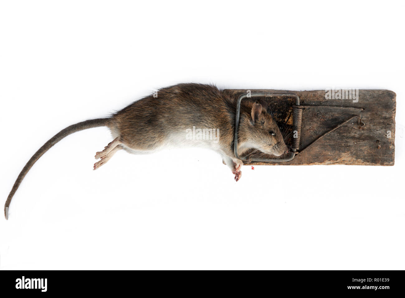 Rat trap rat poison hi-res stock photography and images - Alamy