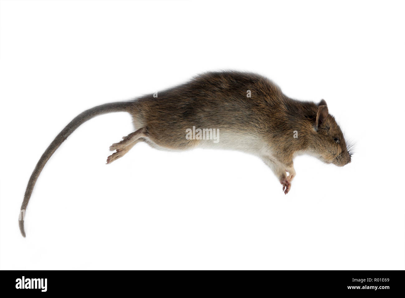 dead rat on white background Stock Photo - Alamy