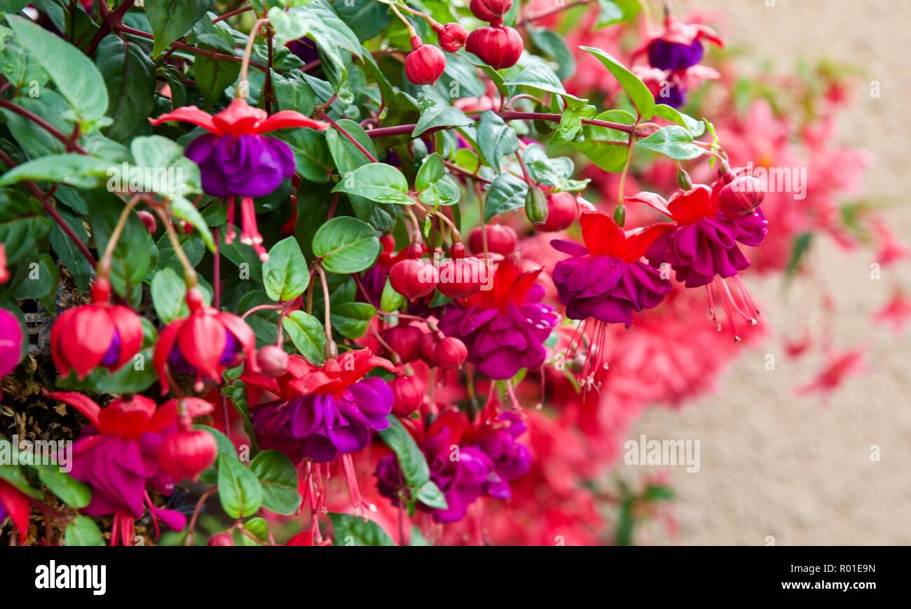 Fuchsia 'Baby Blue Eyes' Stock Photo - Alamy