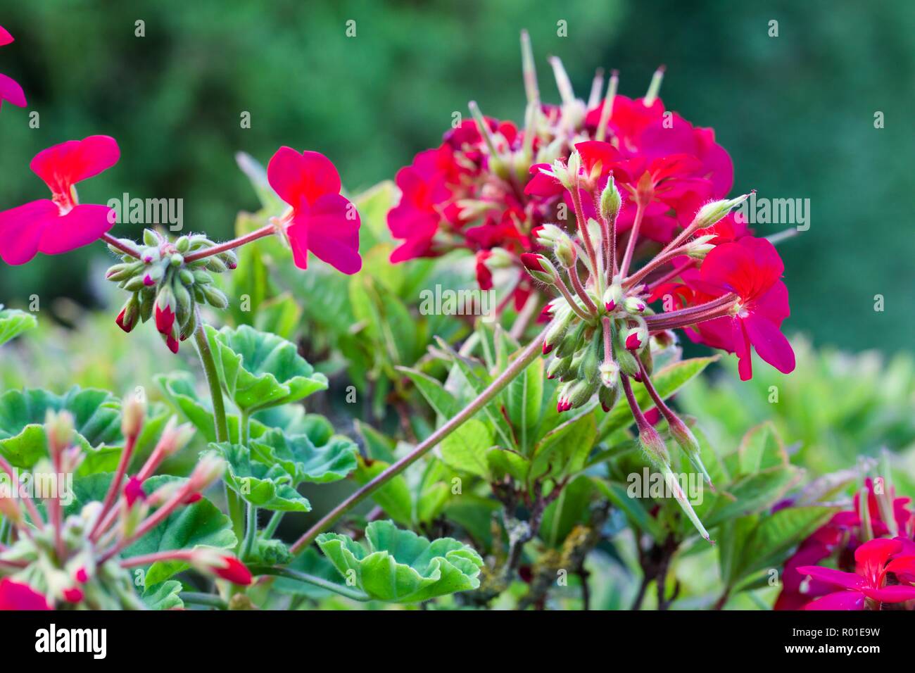 Deep pink geranium hi-res stock photography and images - Alamy