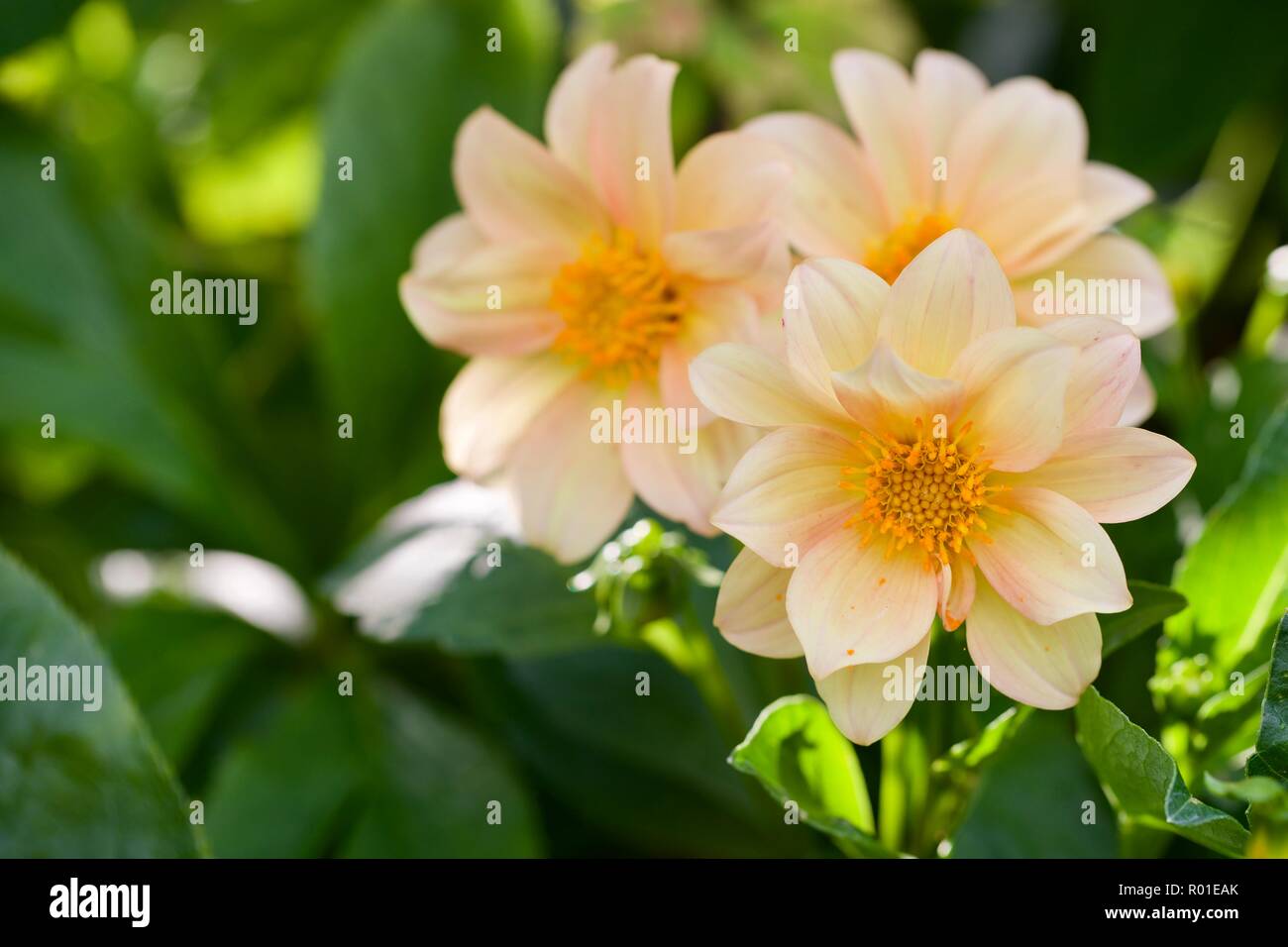 Colourful Outdoor Dahlias High Resolution Stock Photography and Images ...