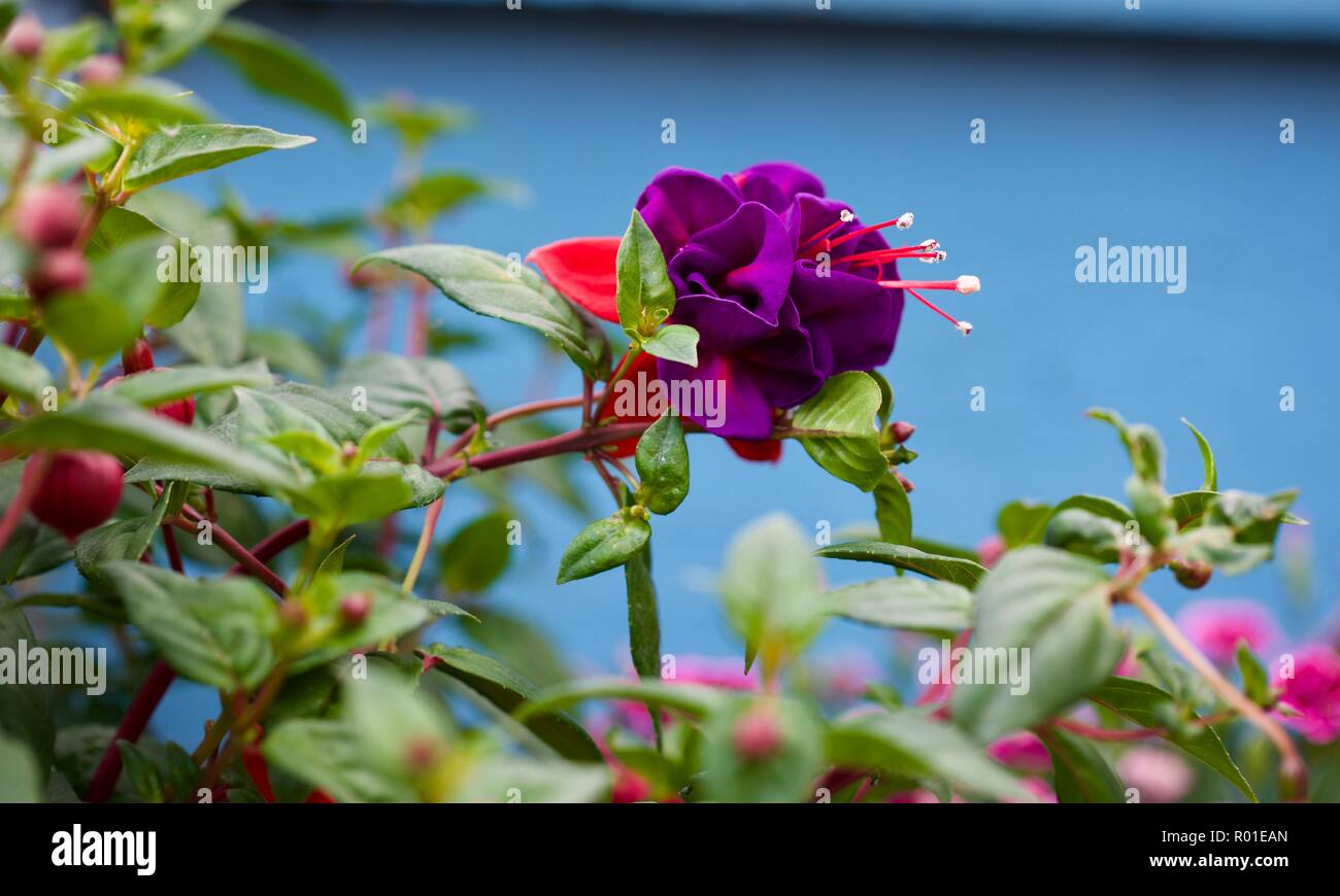 Beautiful red and purple Fuchsia with a blue background Stock Photo - Alamy