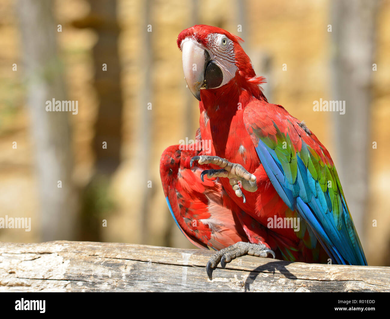 Raised leg hi-res stock photography and images - Alamy