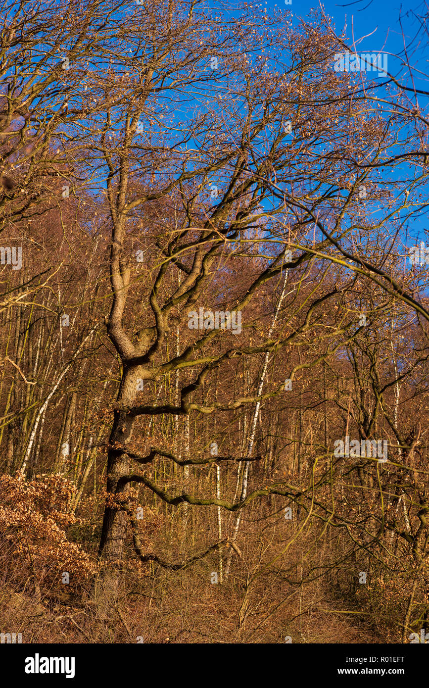 Gnarled tree branch hi-res stock photography and images - Alamy