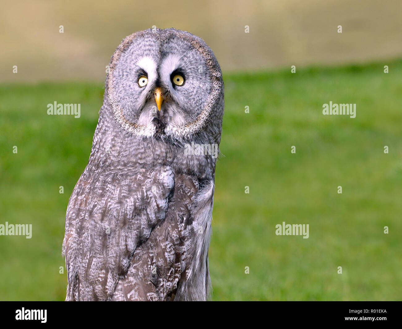 Rapacious bird hi-res stock photography and images - Alamy
