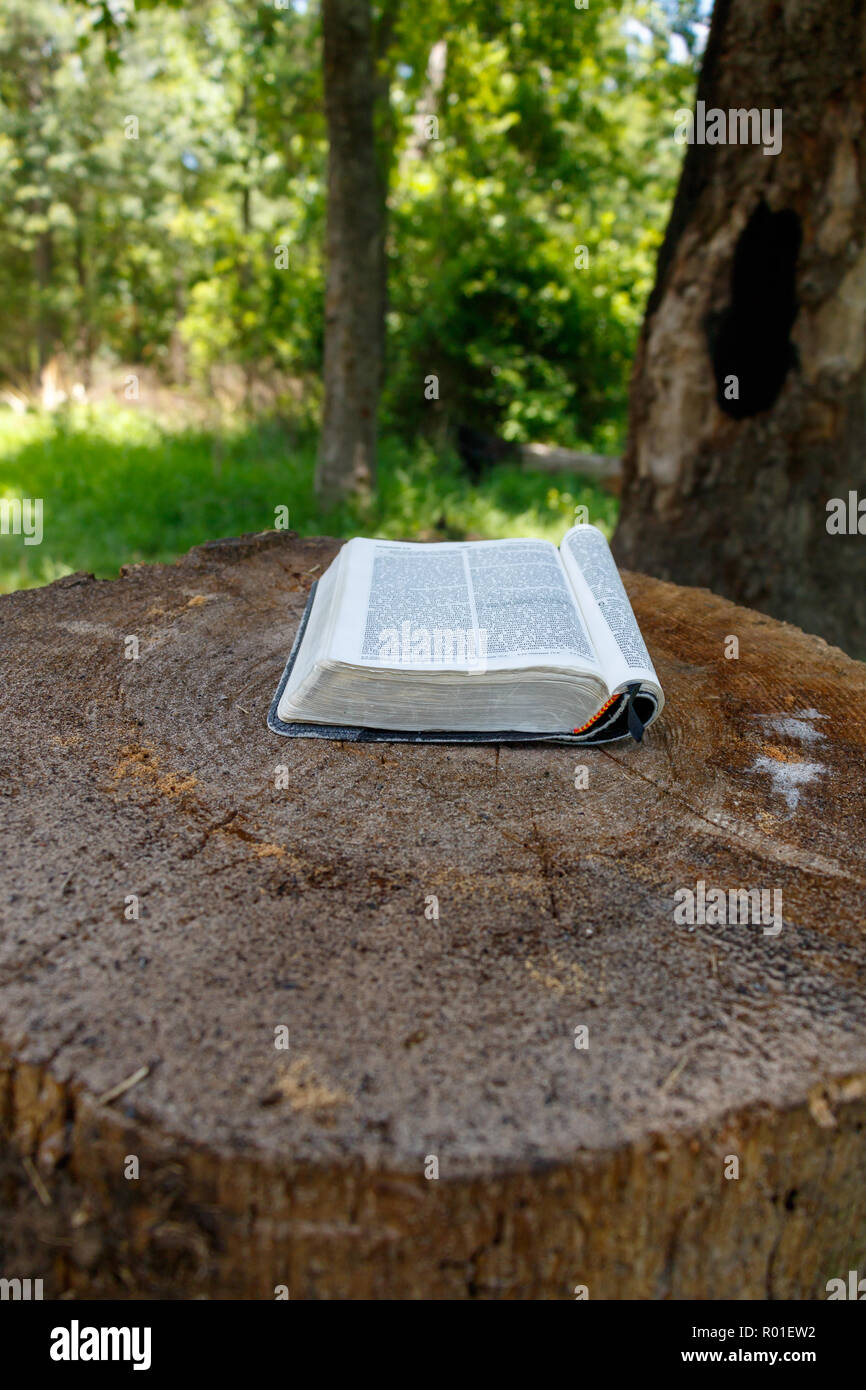 Opened Bible on a tree stump in the forest Stock Photo - Alamy