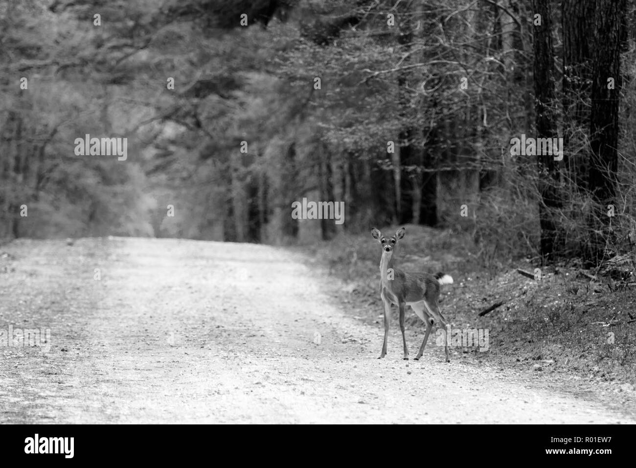 Deer in road Black and White Stock Photos & Images - Alamy