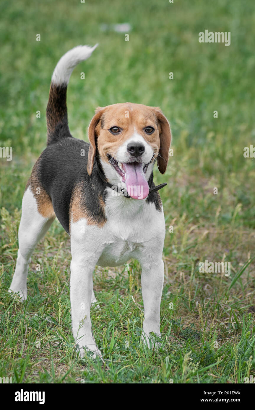 Beagle puppy standing on white hi-res stock photography and images - Alamy