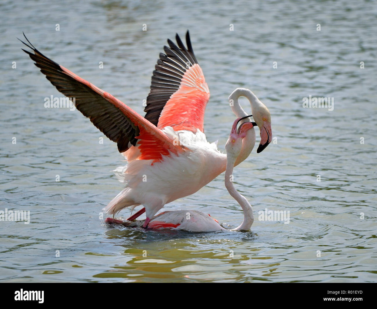 Mating of flamingos (Phoenicopterus ruber) in water, in the Camargue is ...