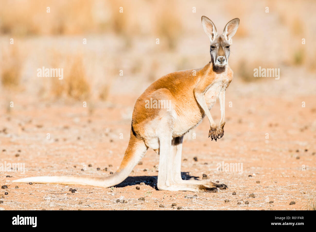 Red kangaroo (Macropus rufus), in habitat, South Australia, Australia ...