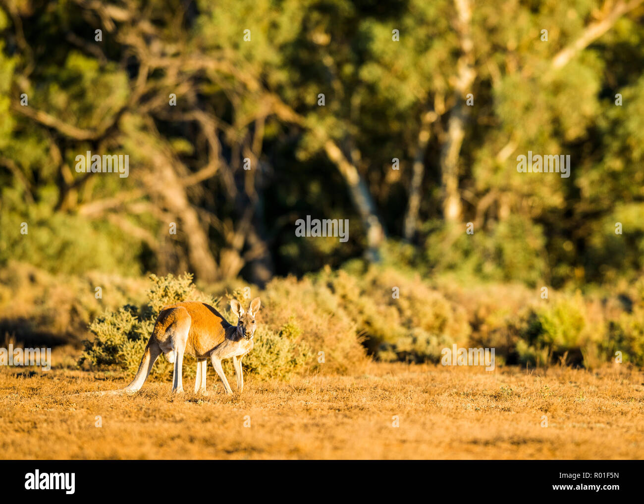 Red kangaroo habitat hi-res stock photography and images - Alamy