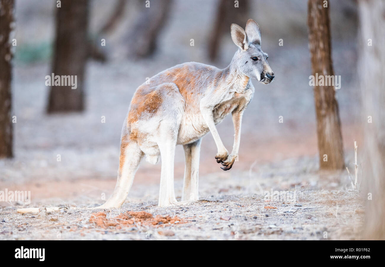 Red kangaroo (Macropus rufus), in habitat, South Australia, Australia ...